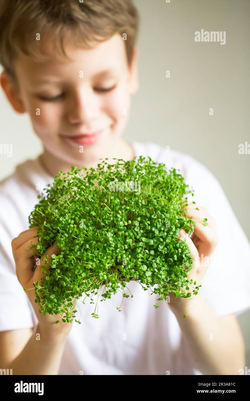 Microgreen sprouts in kids hands Raw sprouts, microgreens, healthy ...