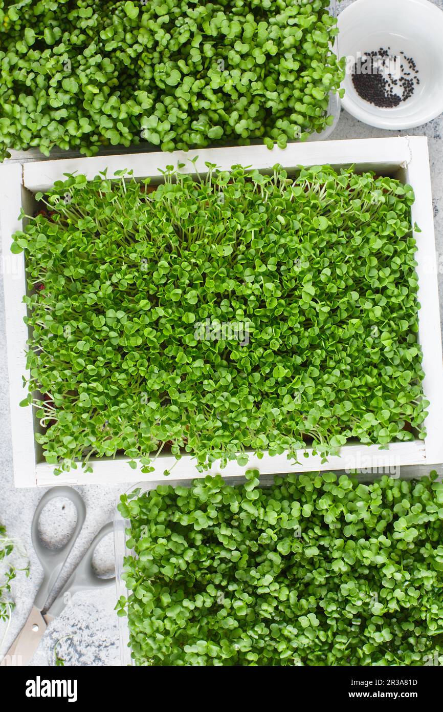 Flat lay composition of microgreens in the white wooden box with seeds ...