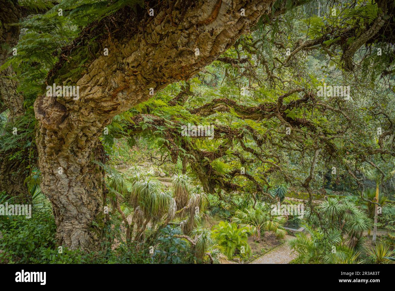 Beautiful gardens of Monserrate Park, huge crooked tree, green ferns ...