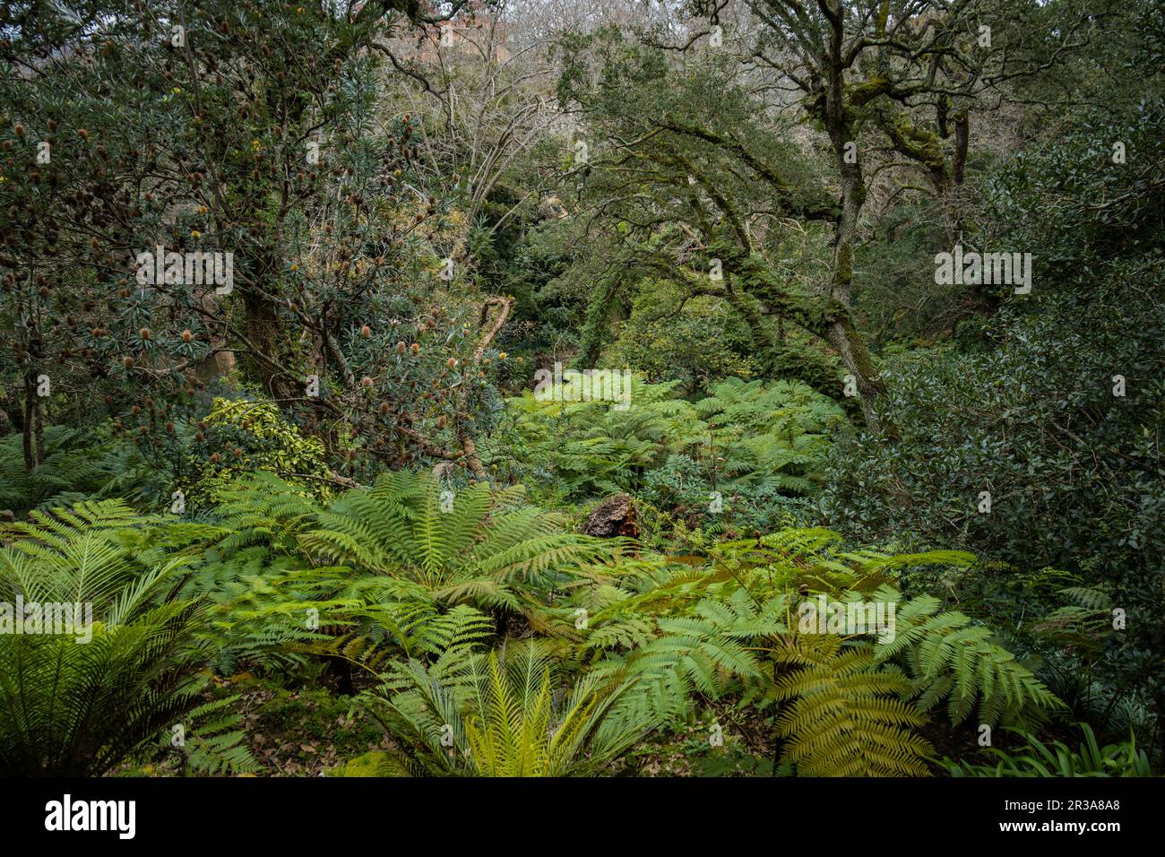 Beautiful gardens of Monserrate Park, crooked trees, green ferns and ...
