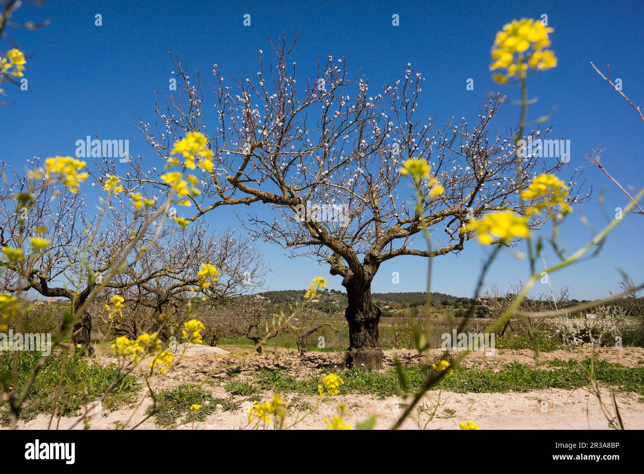 árbol solar hi-res stock photography and images - Alamy