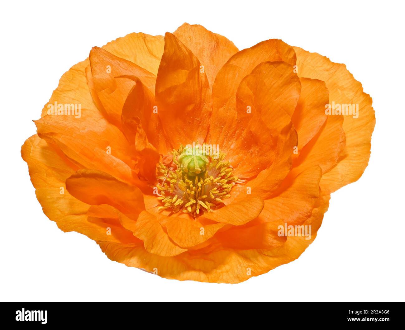 Spanish Poppy (Papaver rupifragum Stock Photo - Alamy
