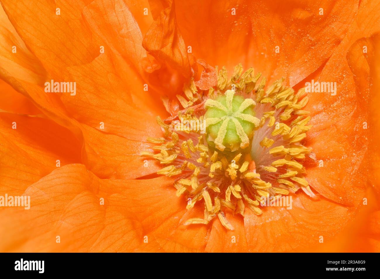Spanish Poppy (Papaver rupifragum Stock Photo - Alamy