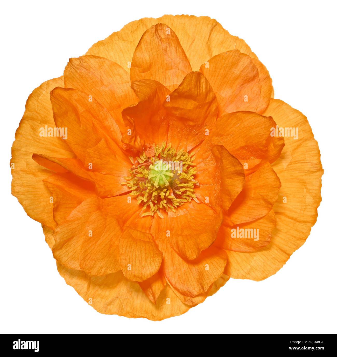 Spanish Poppy (Papaver rupifragum Stock Photo - Alamy