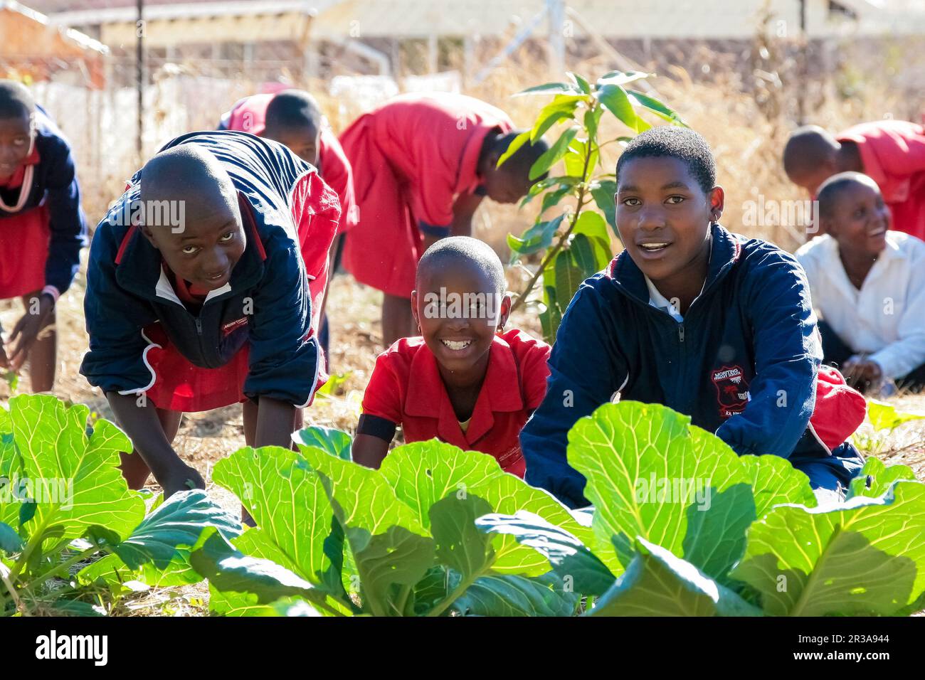 School children learning about agriculture and farming Stock Photo - Alamy