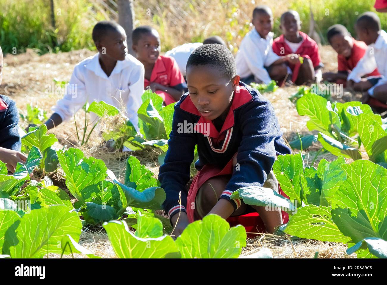 School children learning about agriculture and farming Stock Photo - Alamy