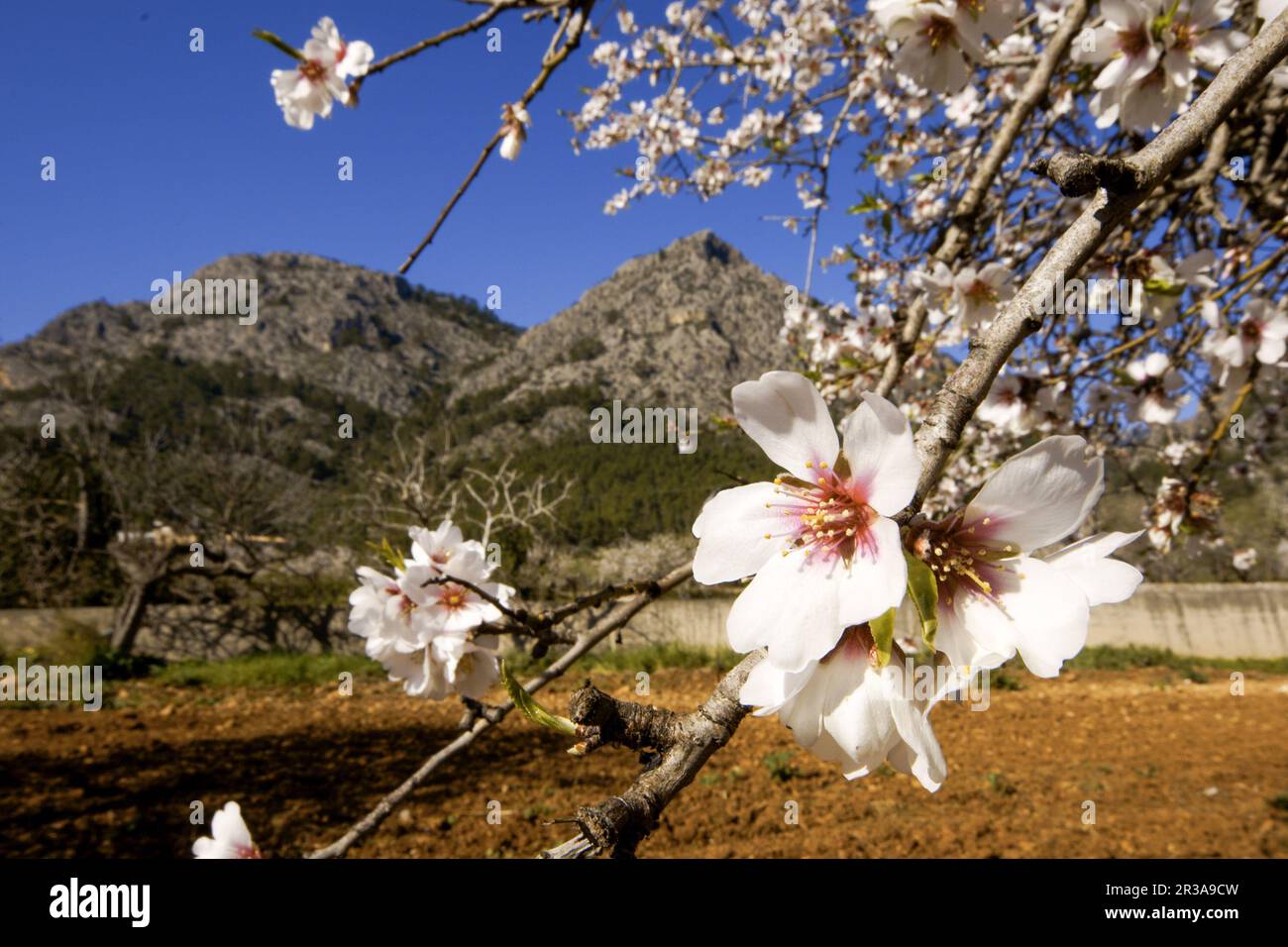 Almendros en flor. Bunyola.Sierra de Tramuntana. Mallorca. Baleares ...