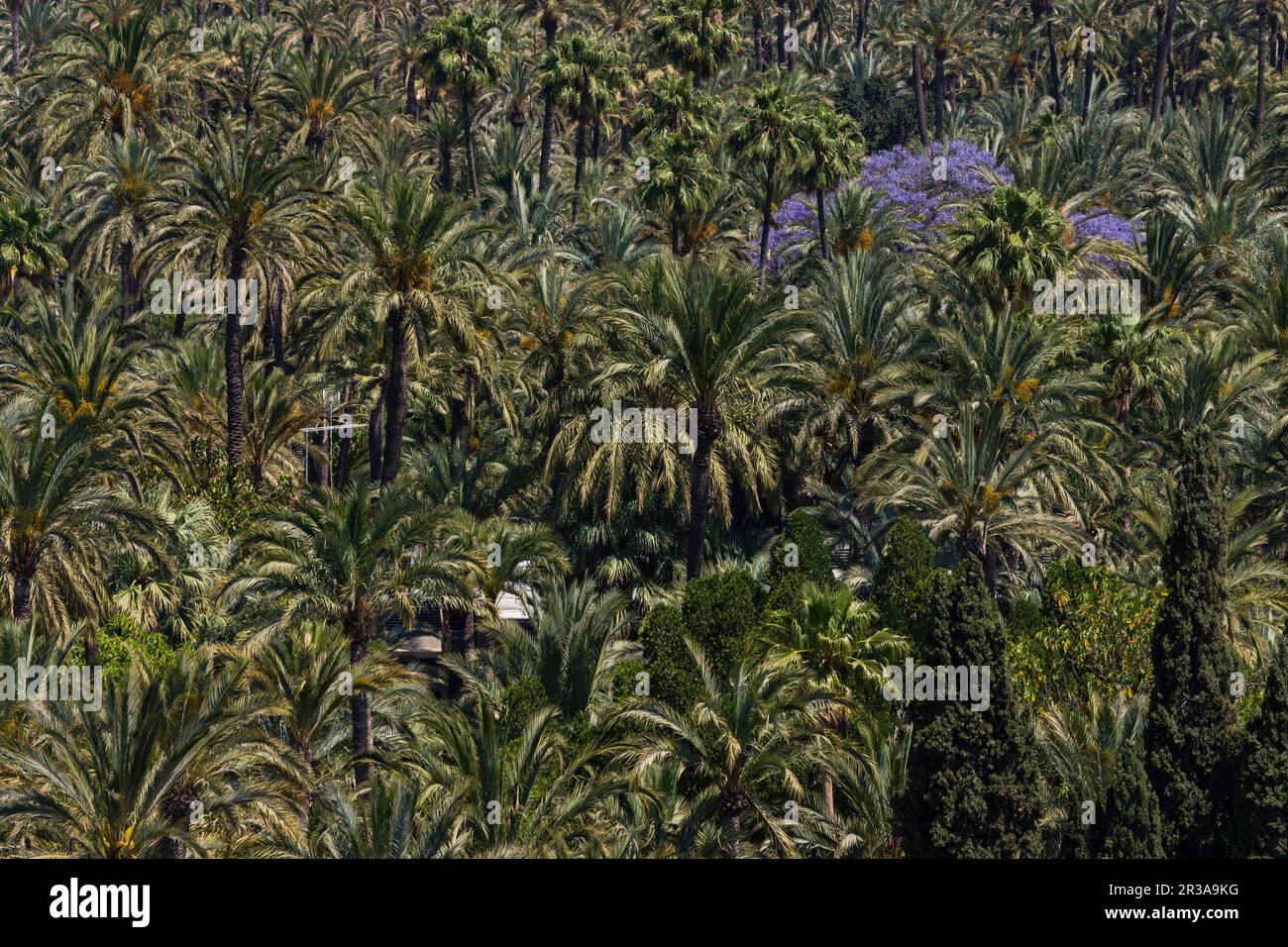 municipal park, Colomer orchard, Palmeral de Elche, Unesco World ...