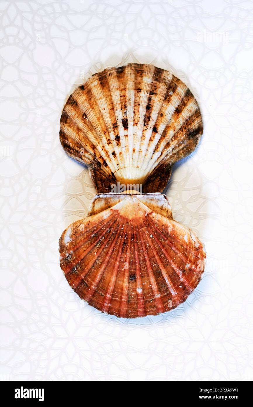 Scallop open hi-res stock photography and images - Alamy