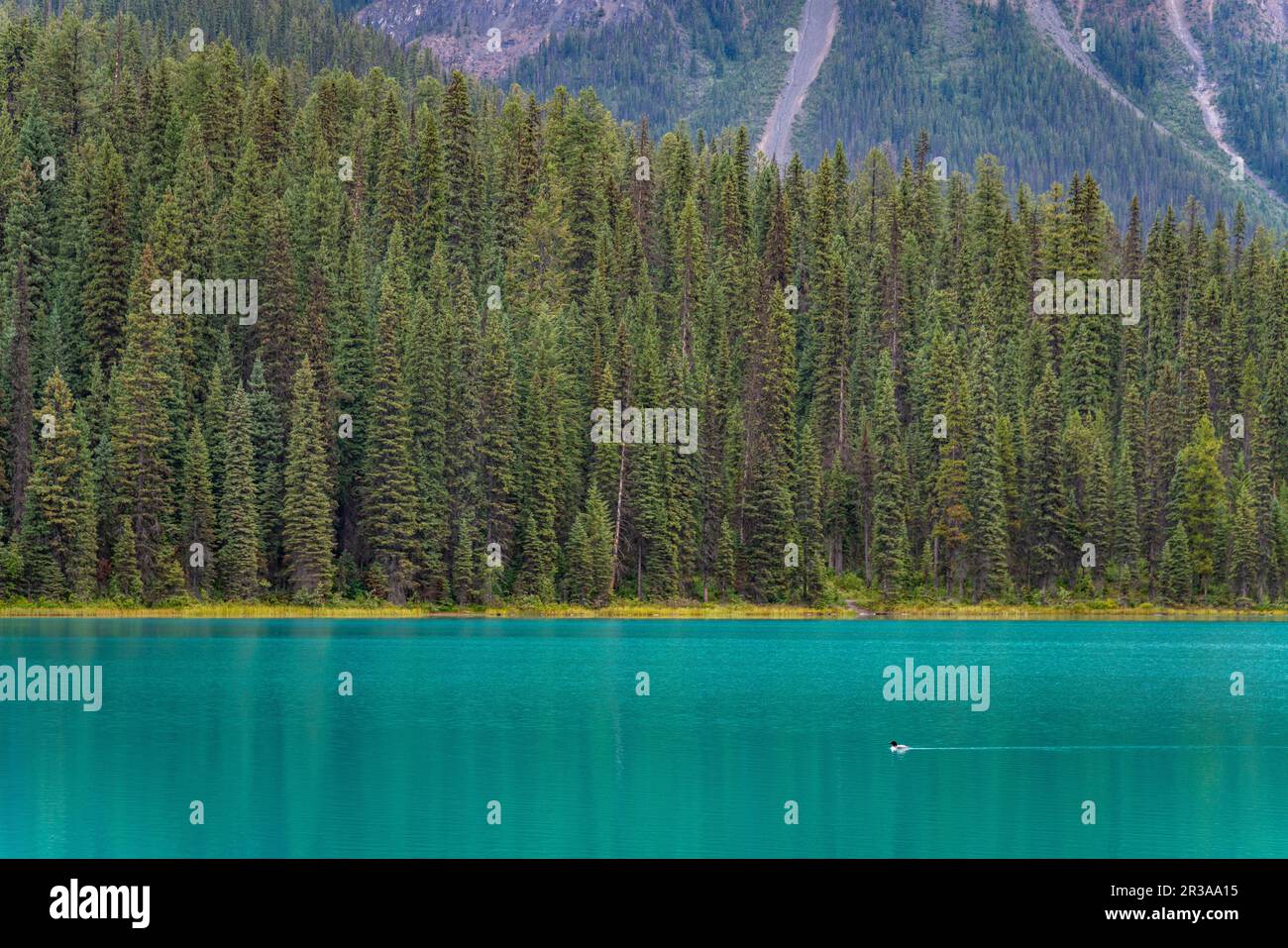 Emerald Lake, British Columbia, Canada Stock Photo - Alamy