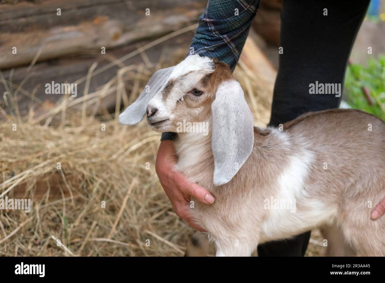 The Anglo-Nubian is a British breed of domestic goat. Little Nubian ...