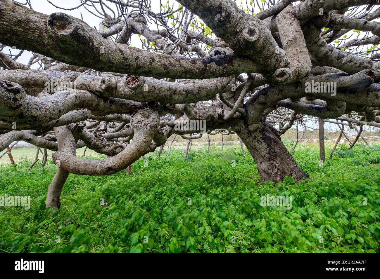 elongated arms of fig, Formentera, Pitiusas Islands, Balearic Community ...