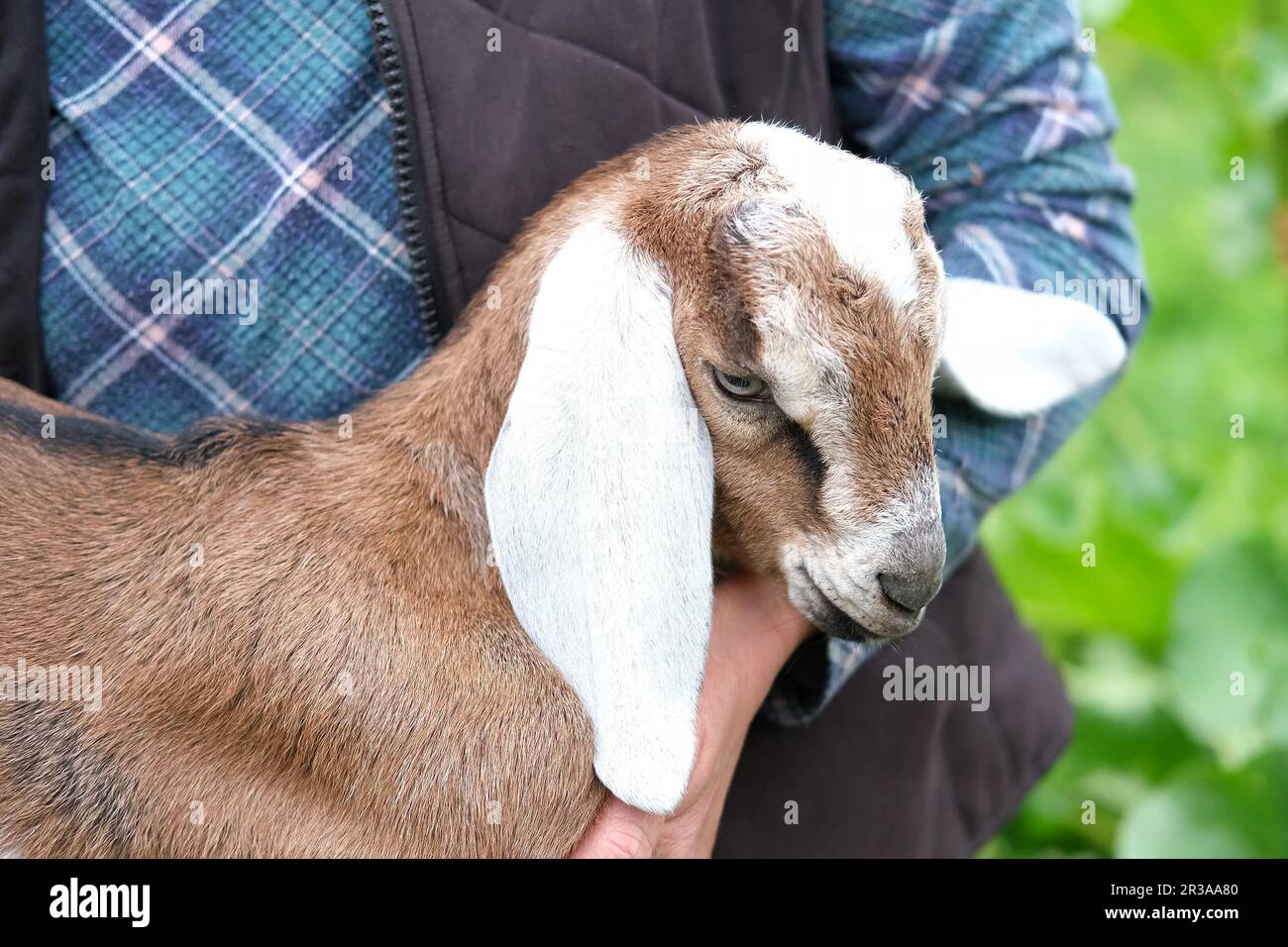 The Anglo-Nubian is a British breed of domestic goat. Little Nubian ...