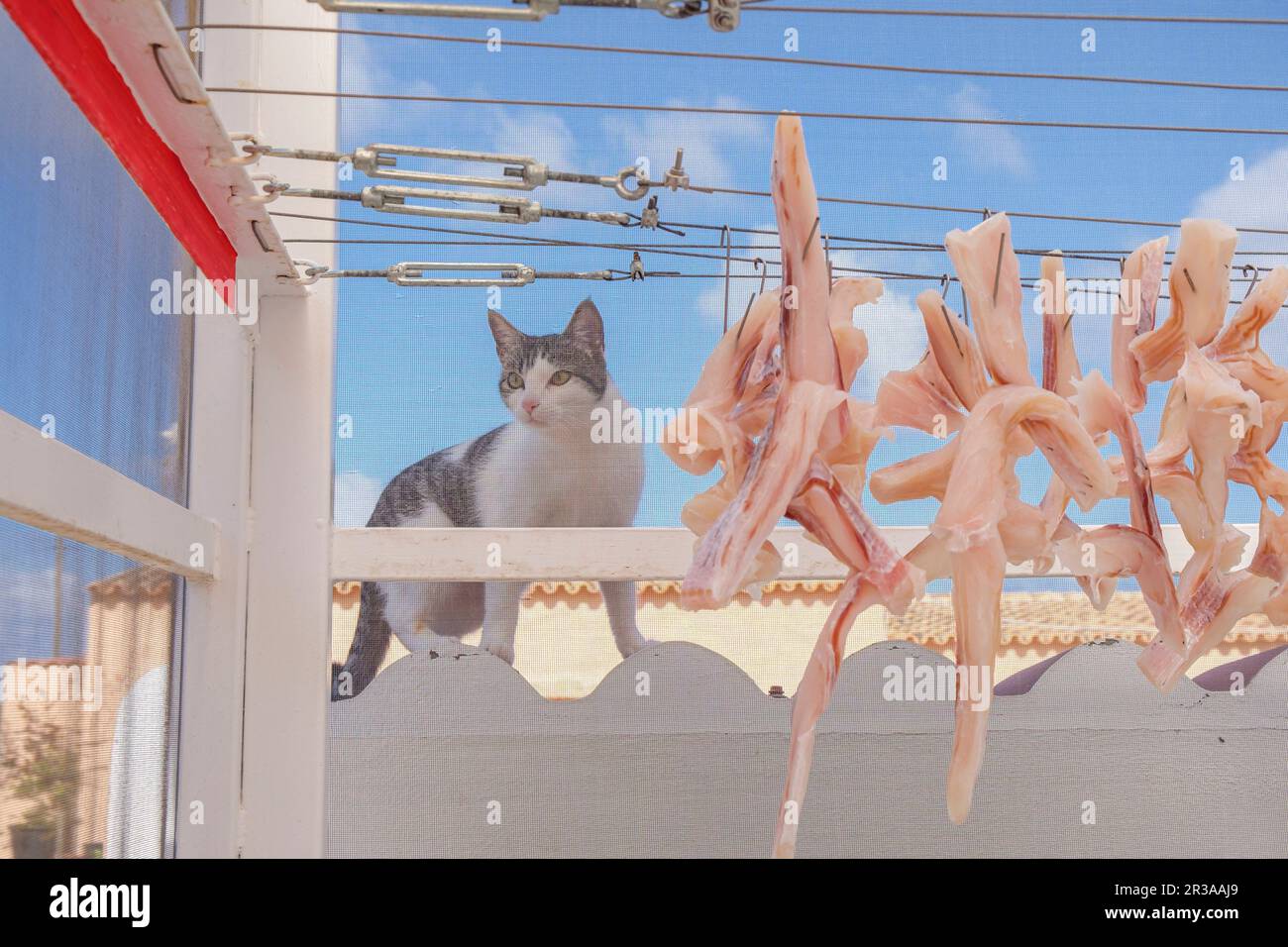 elaboration of dried fish, Formentera, Pitiusas Islands, Balearic ...