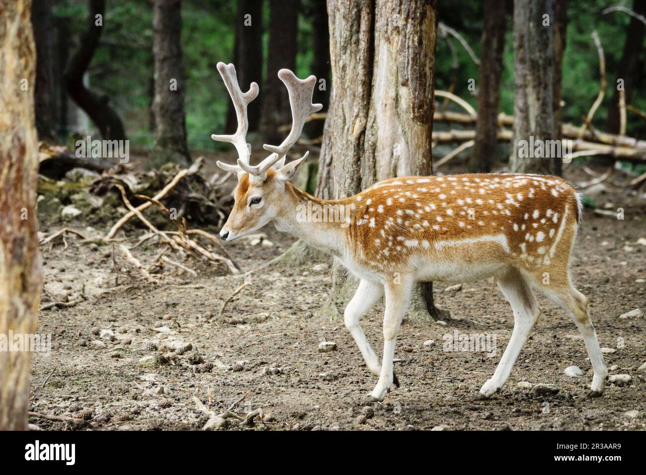 Conservación animal hi-res stock photography and images - Alamy