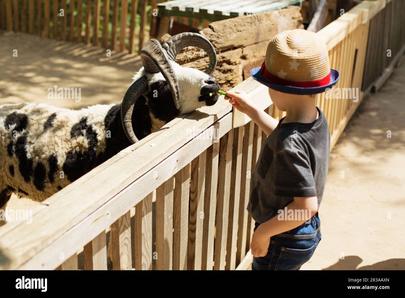 Horned ram eating out of the hand of a boy. Jacob's Four-horned Ram ...