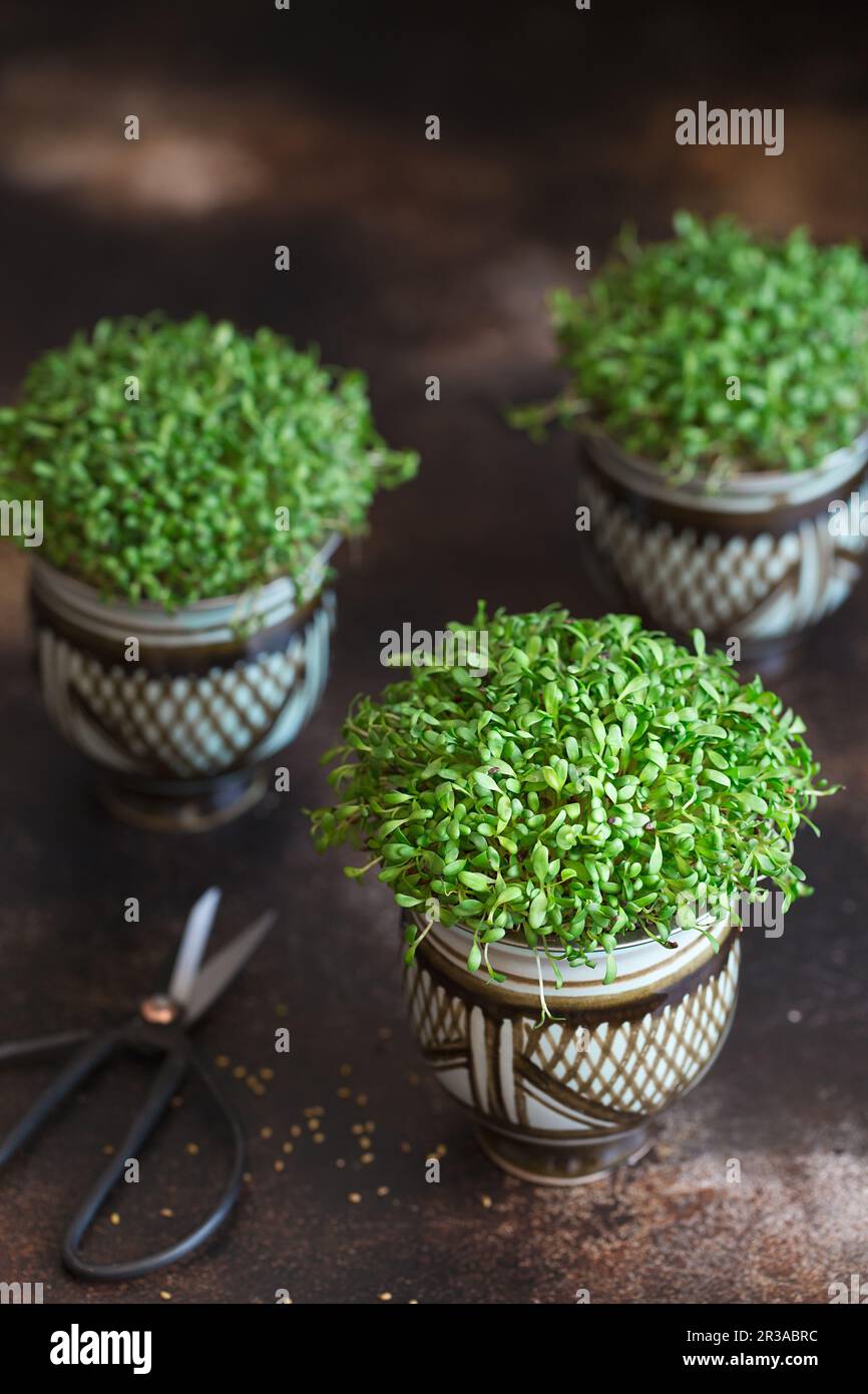 Alfalfa microgreens. Sprouting Microgreens. Seed Germination at home ...