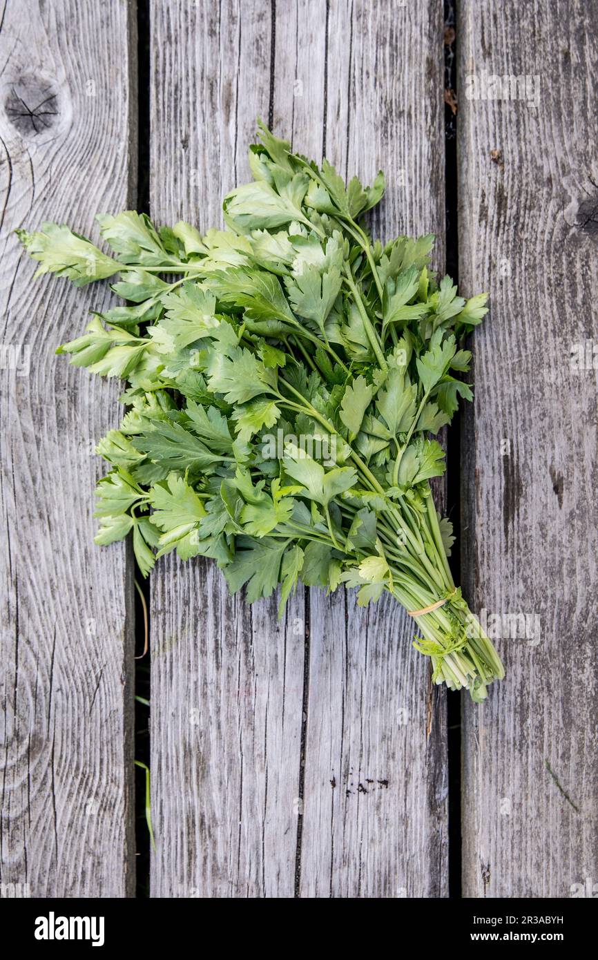 A bunch of fresh parsley Stock Photo - Alamy