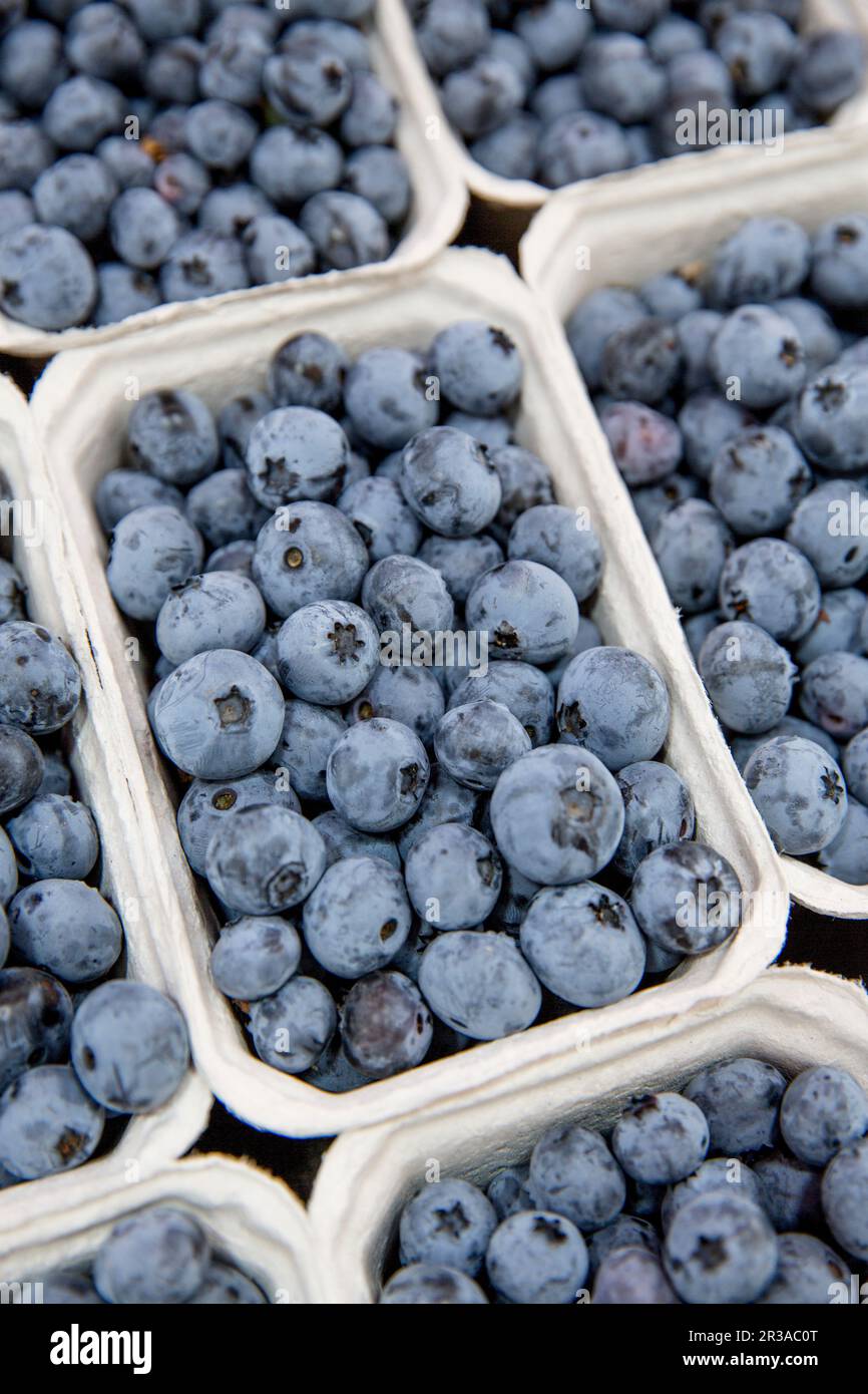 Six Cardboard Cartons of Blueberries Stock Photo - Alamy