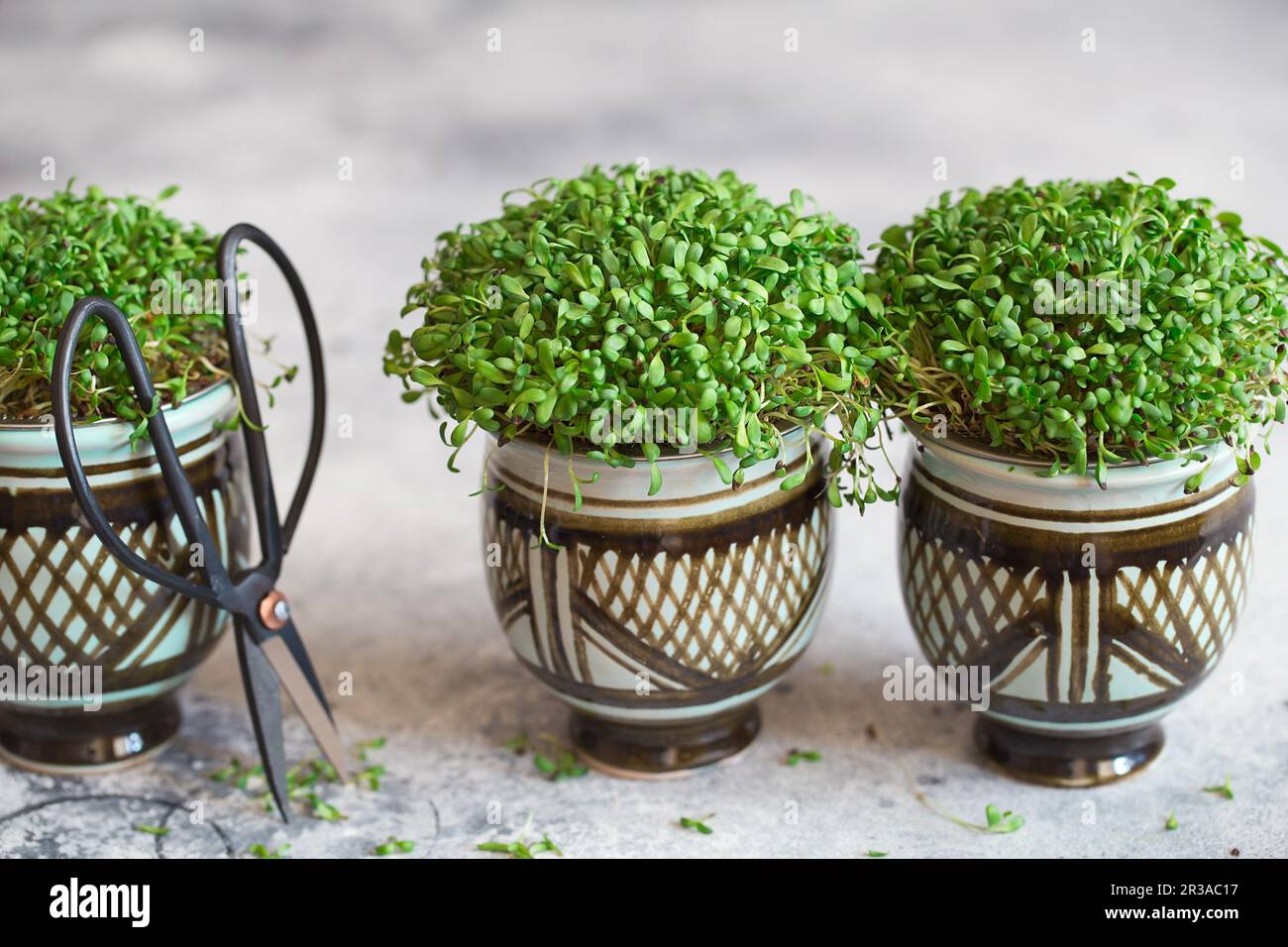 Alfalfa microgreens. Sprouting Microgreens. Seed Germination at home ...