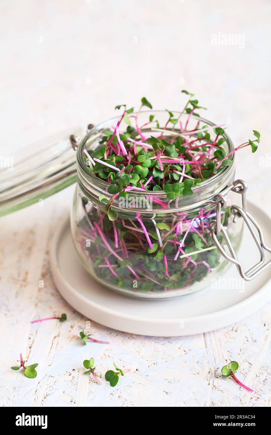 Radish microgreens. Sprouting Microgreens. Seed Germination at home ...