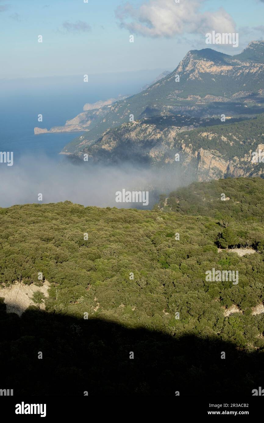 Planta de encina hi-res stock photography and images - Alamy