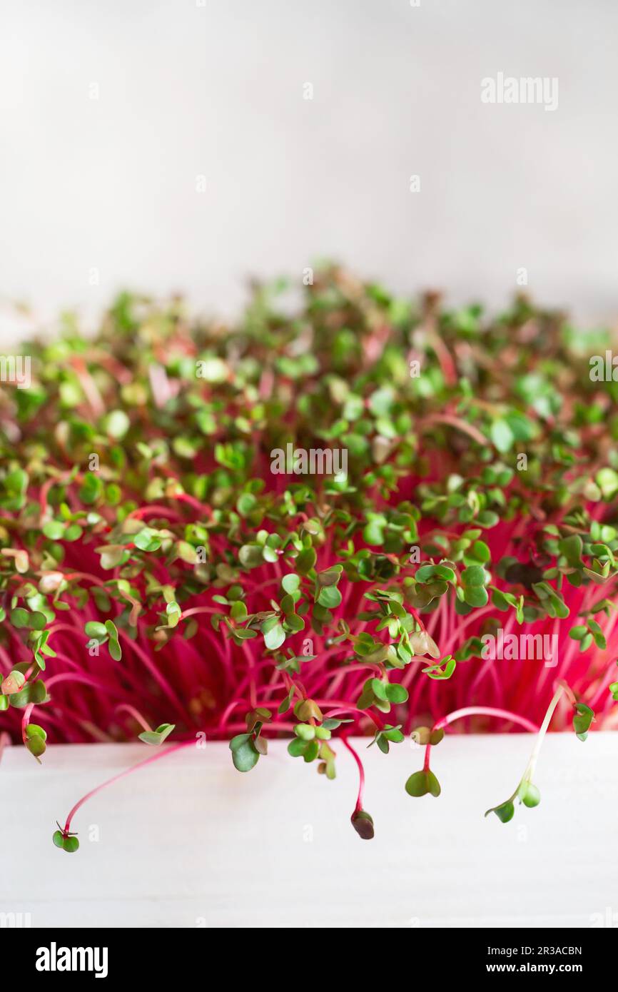 Close-up of radish microgreens - green leaves and purple stems ...