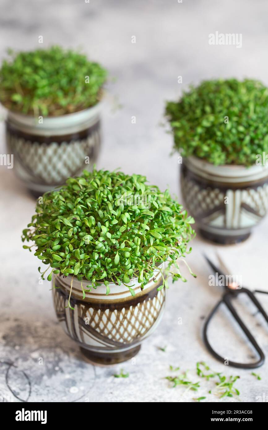 Alfalfa microgreens. Sprouting Microgreens. Seed Germination at home ...