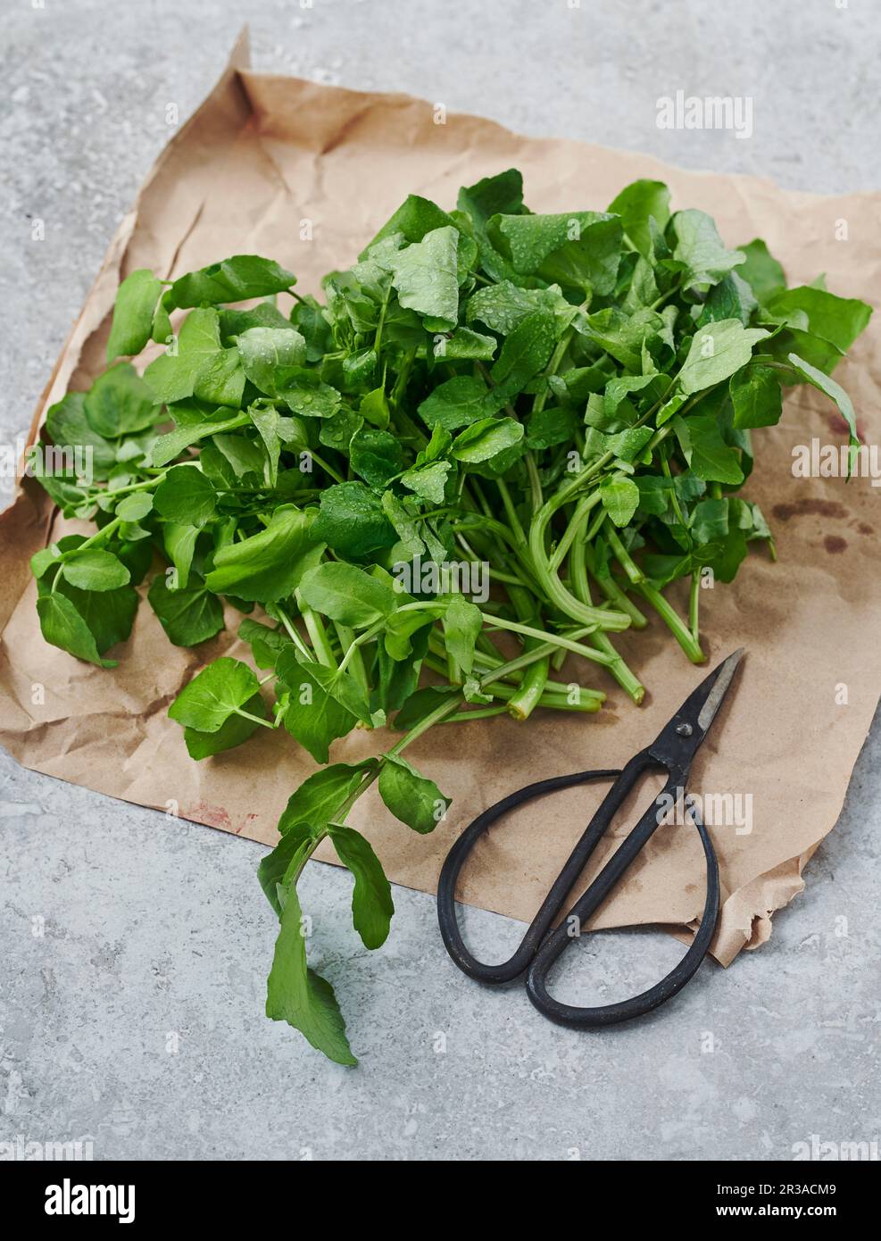 Water cress on a piece of paper with scissors Stock Photo - Alamy