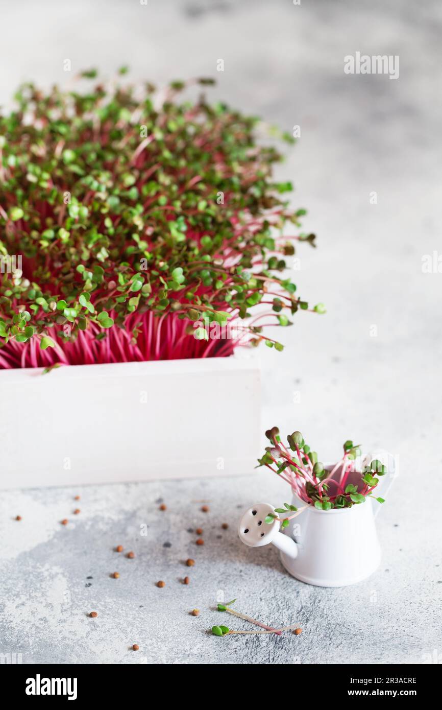 Close-up of radish microgreens - green leaves and purple stems ...