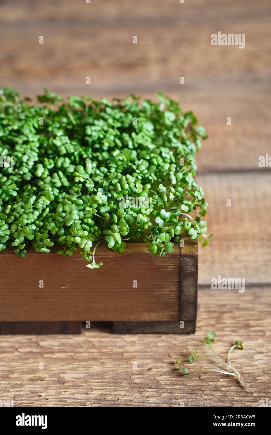 Close-up of Mustard Microgreens, green leaves and stems. Sprouting ...