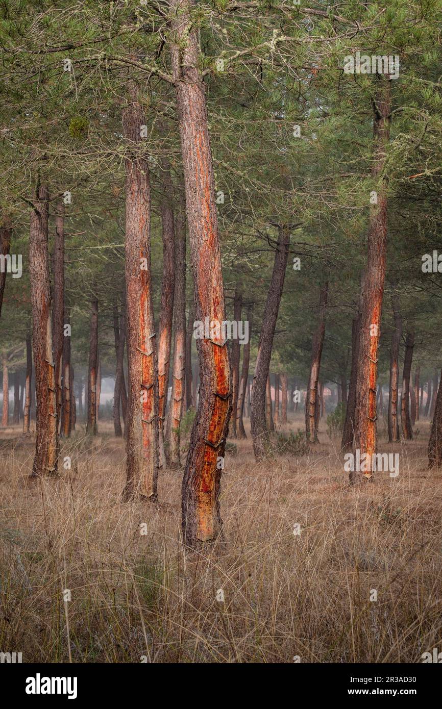árbol de coca hi-res stock photography and images - Alamy