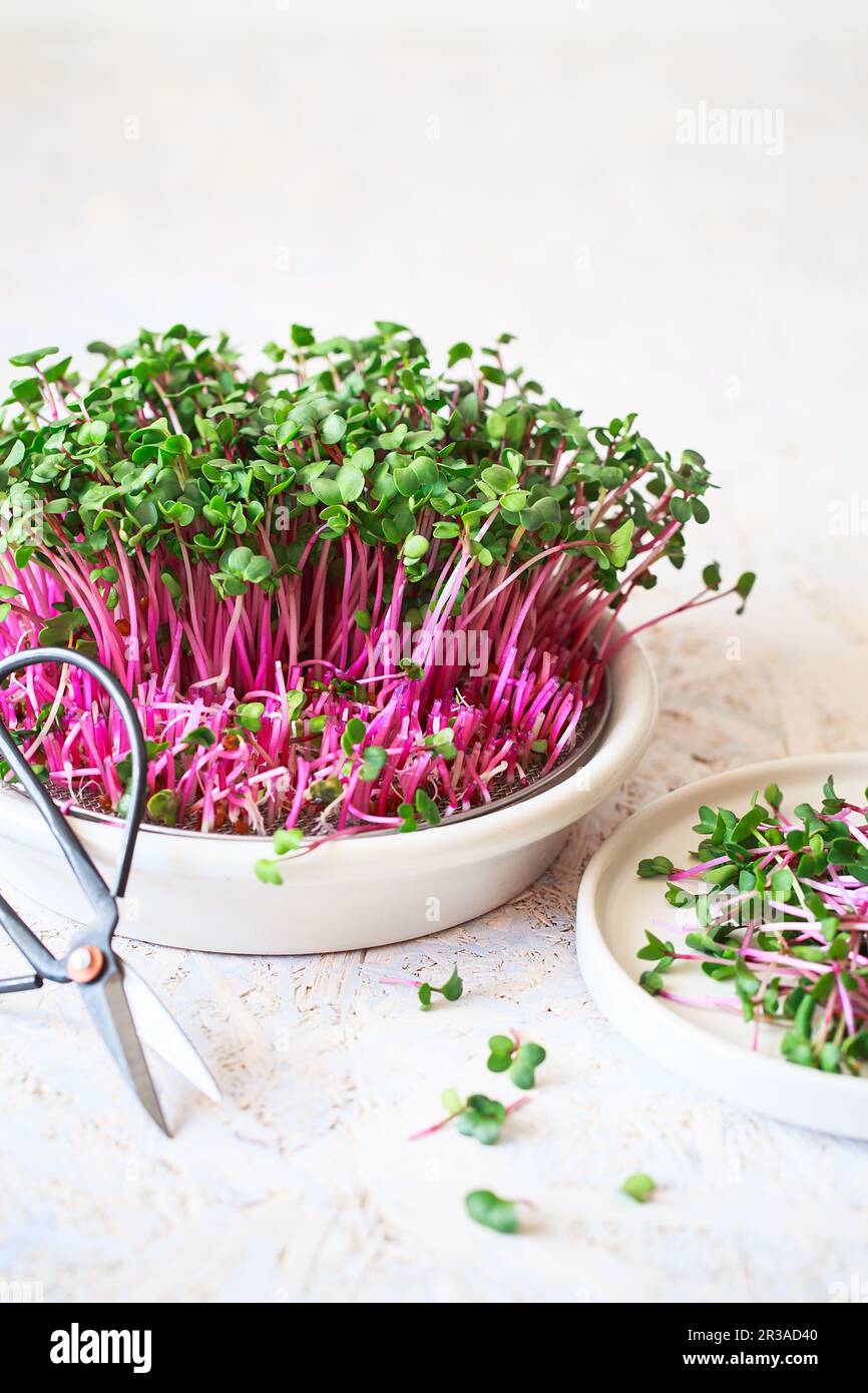 Radish microgreens. Sprouting Microgreens. Seed Germination at home ...