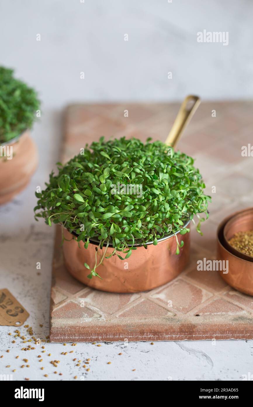 Alfalfa microgreens. Sprouting Microgreens. Seed Germination at home ...