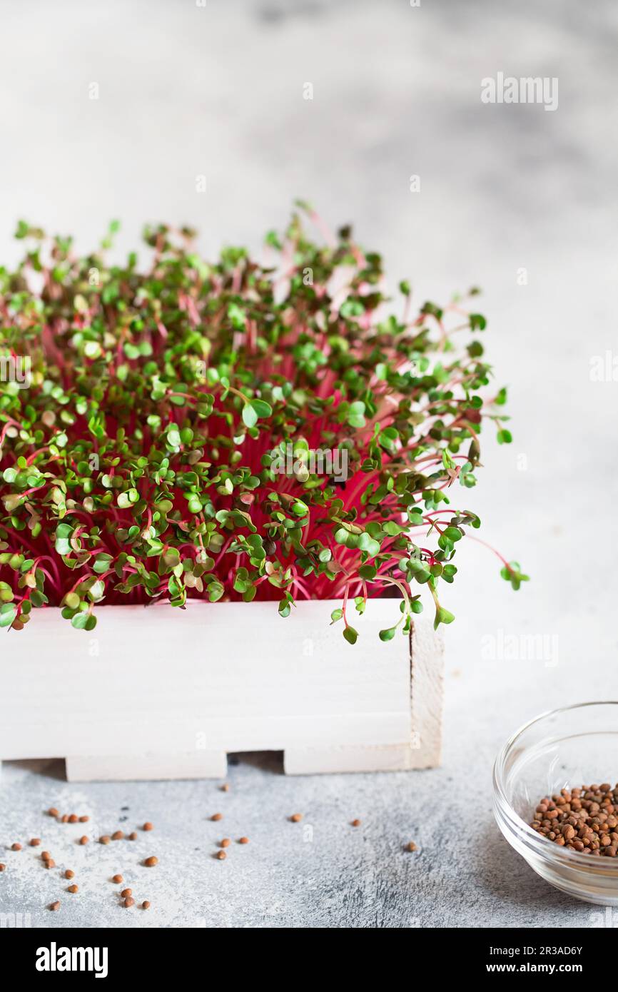 Close-up of radish microgreens - green leaves and purple stems ...