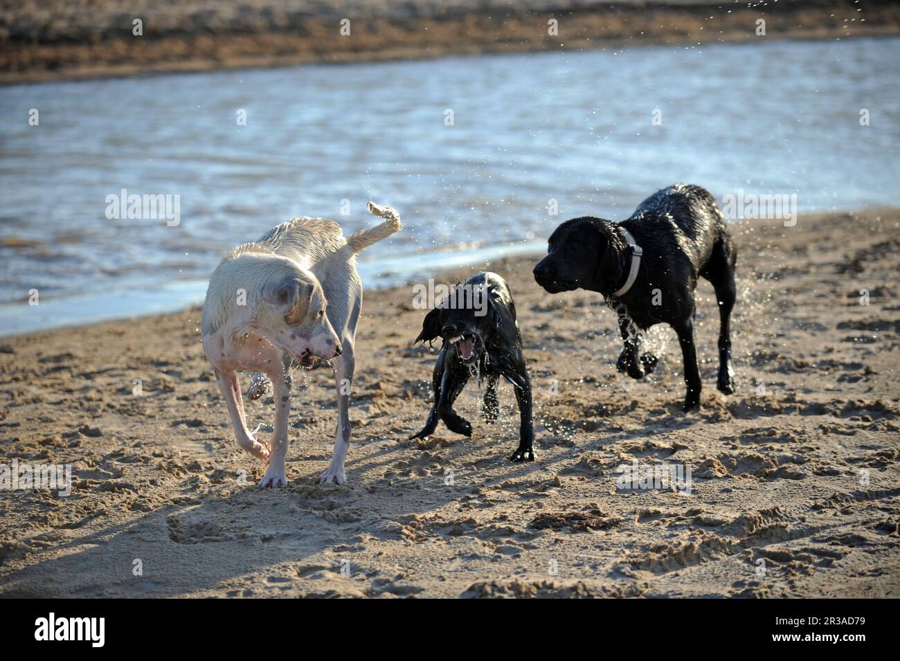 Group dogs playing together hi-res stock photography and images - Alamy