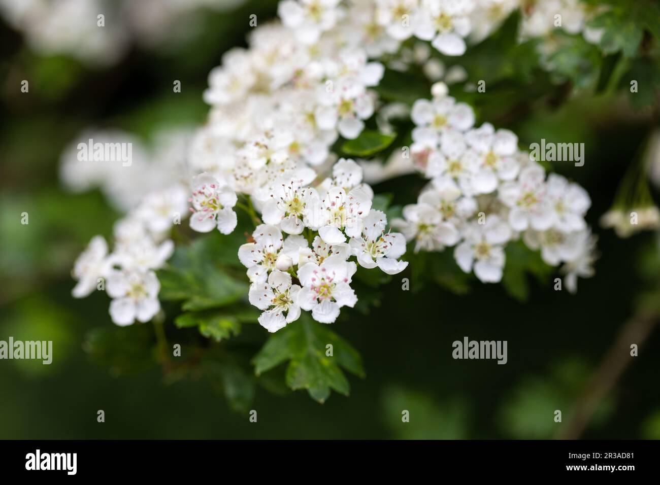Crataegus monogyna, English Hawthorn flowers Stock Photo - Alamy