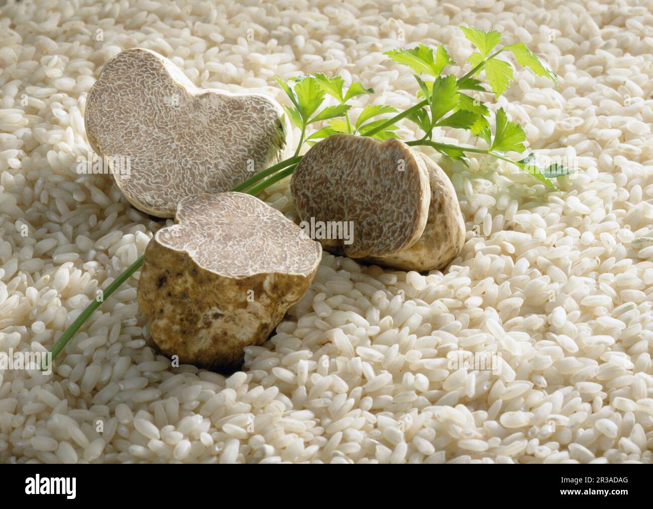 An arrangement of white truffles on round-grain rice Stock Photo - Alamy
