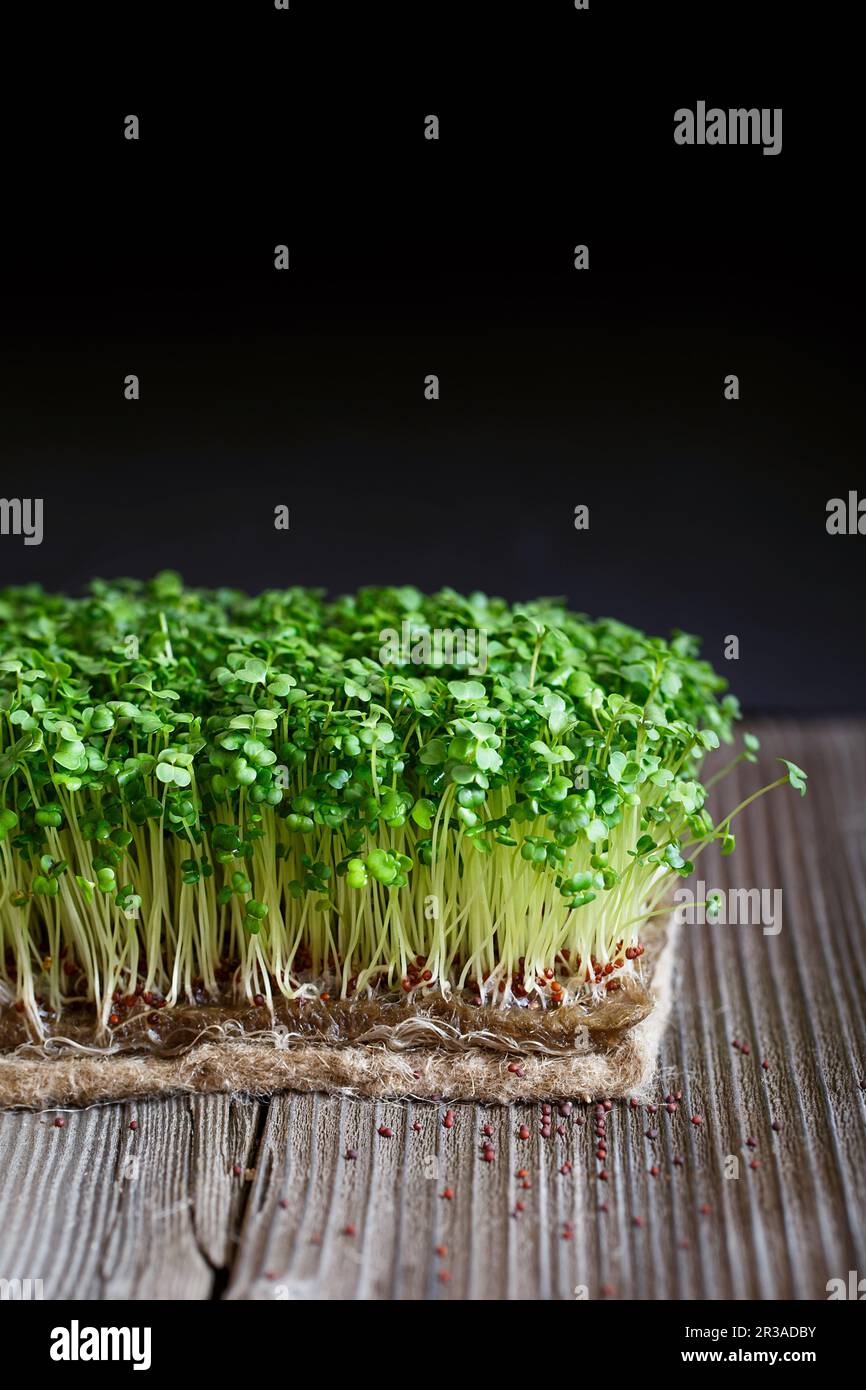 Close-up of broccoli microgreens with seeds and roots on the Jute ...