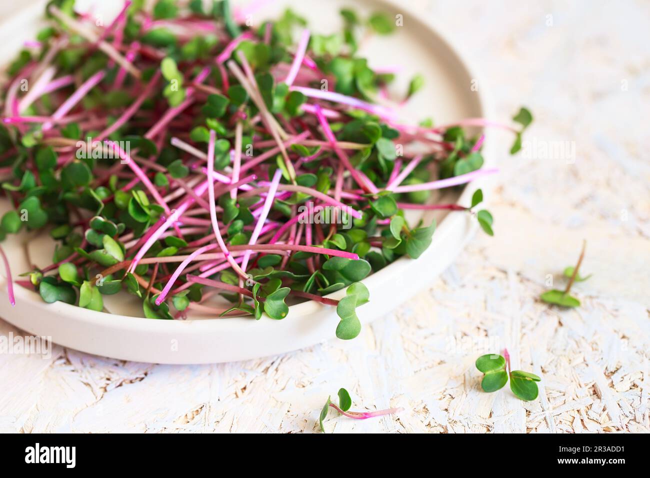 Radish microgreens. Sprouting Microgreens. Seed Germination at home ...