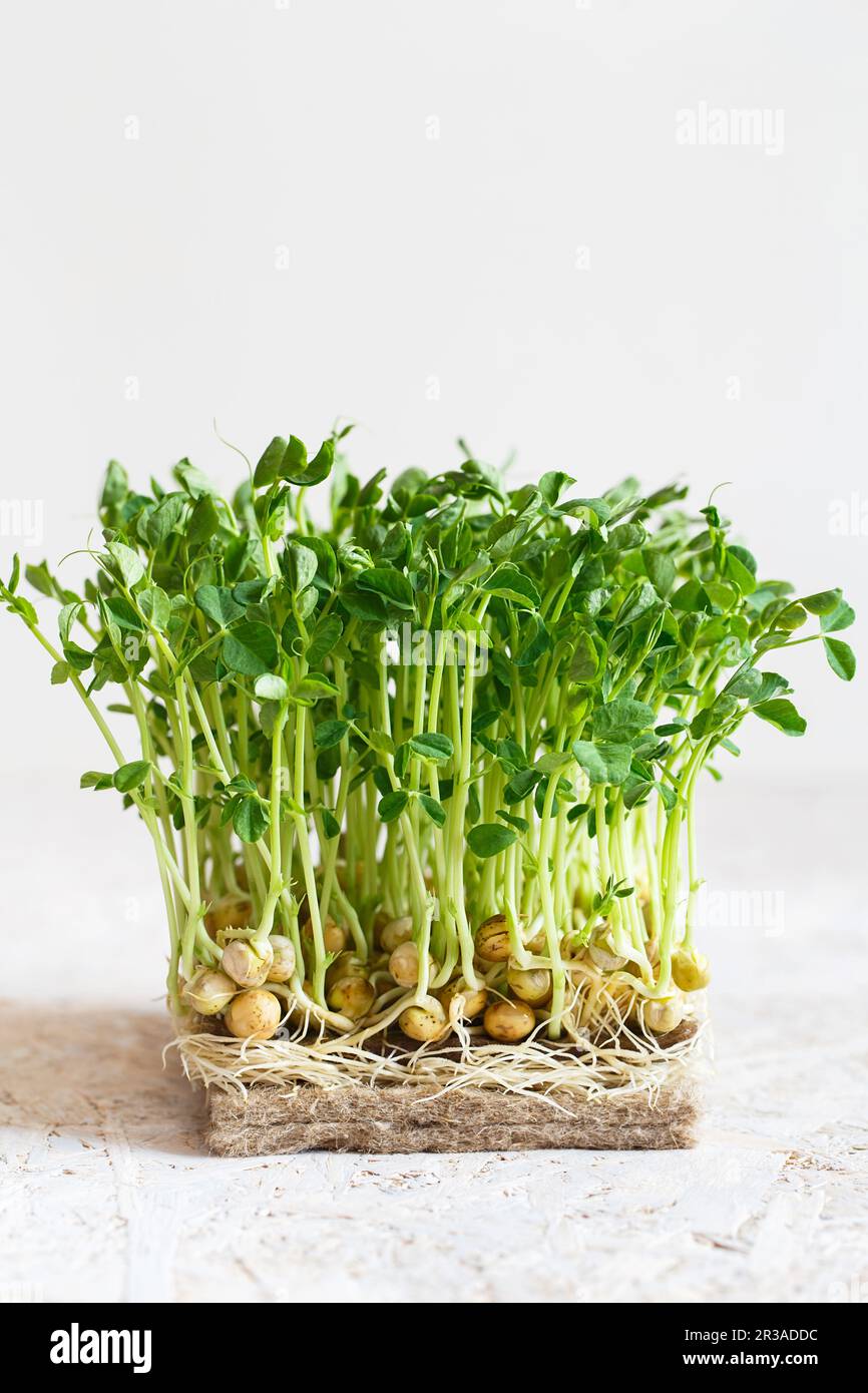 Peas microgreens with seeds and roots. Sprouting Micro greens on Jute ...