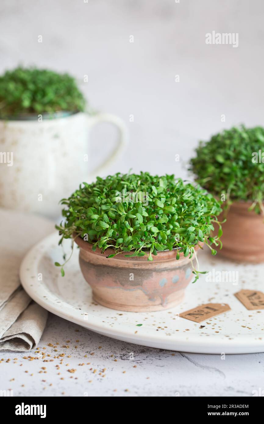 Alfalfa microgreens. Sprouting Microgreens. Seed Germination at home ...