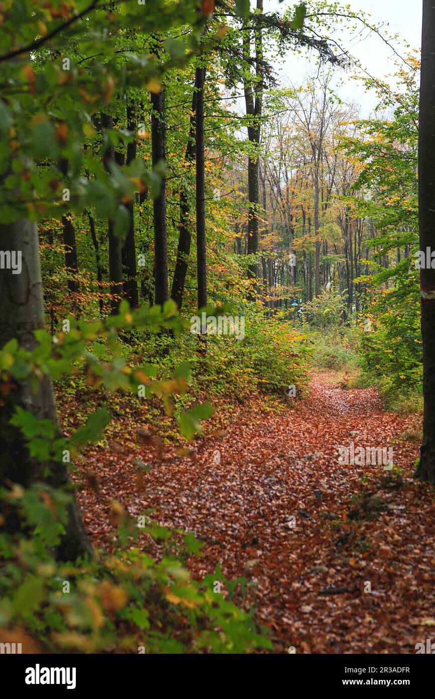 Different paths in forest hi-res stock photography and images - Alamy