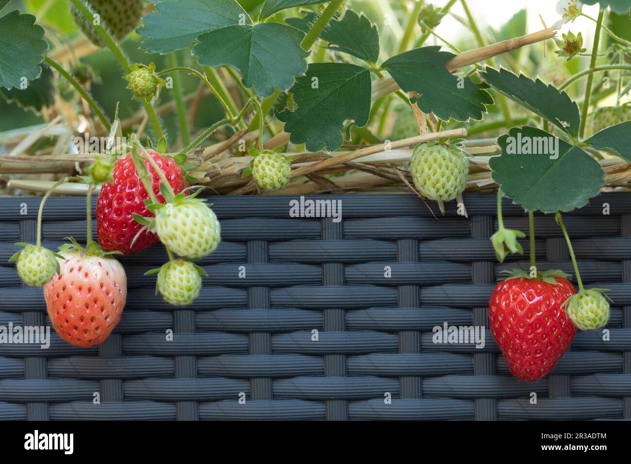 Whole fresh ripe red strawberries in a box hi-res stock photography and ...