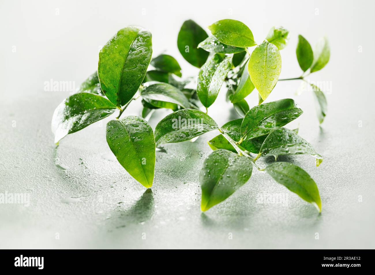 Closeup kaffir lime leaves hi-res stock photography and images - Alamy
