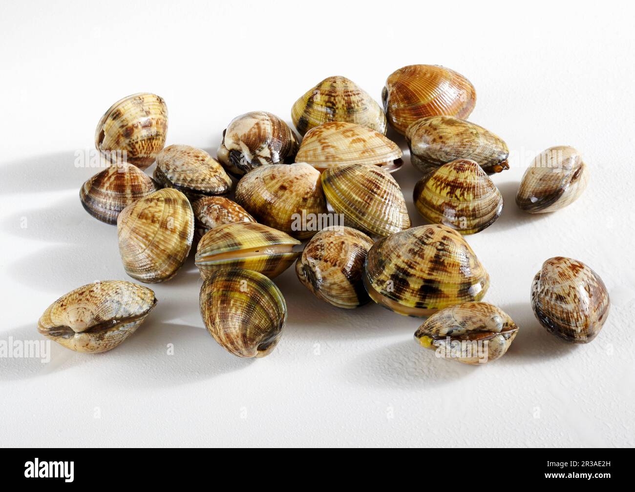 Closed clams hi-res stock photography and images - Alamy
