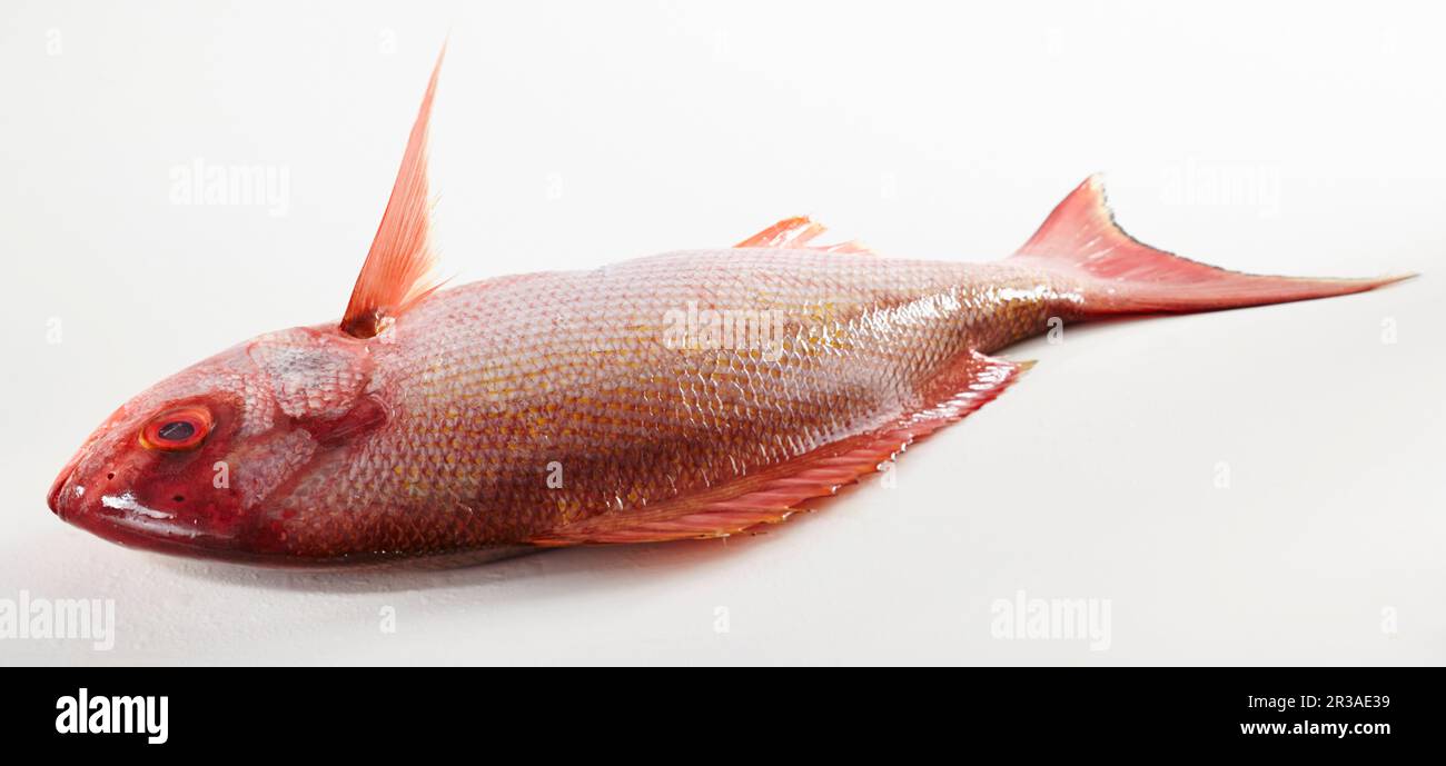 Raw red snapper on a white background Stock Photo - Alamy