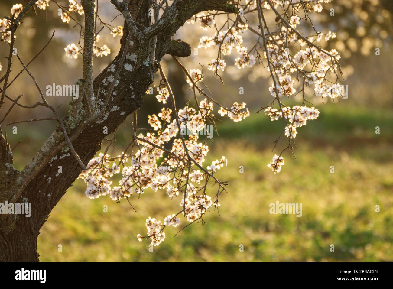 Flor primaveral hi-res stock photography and images - Alamy