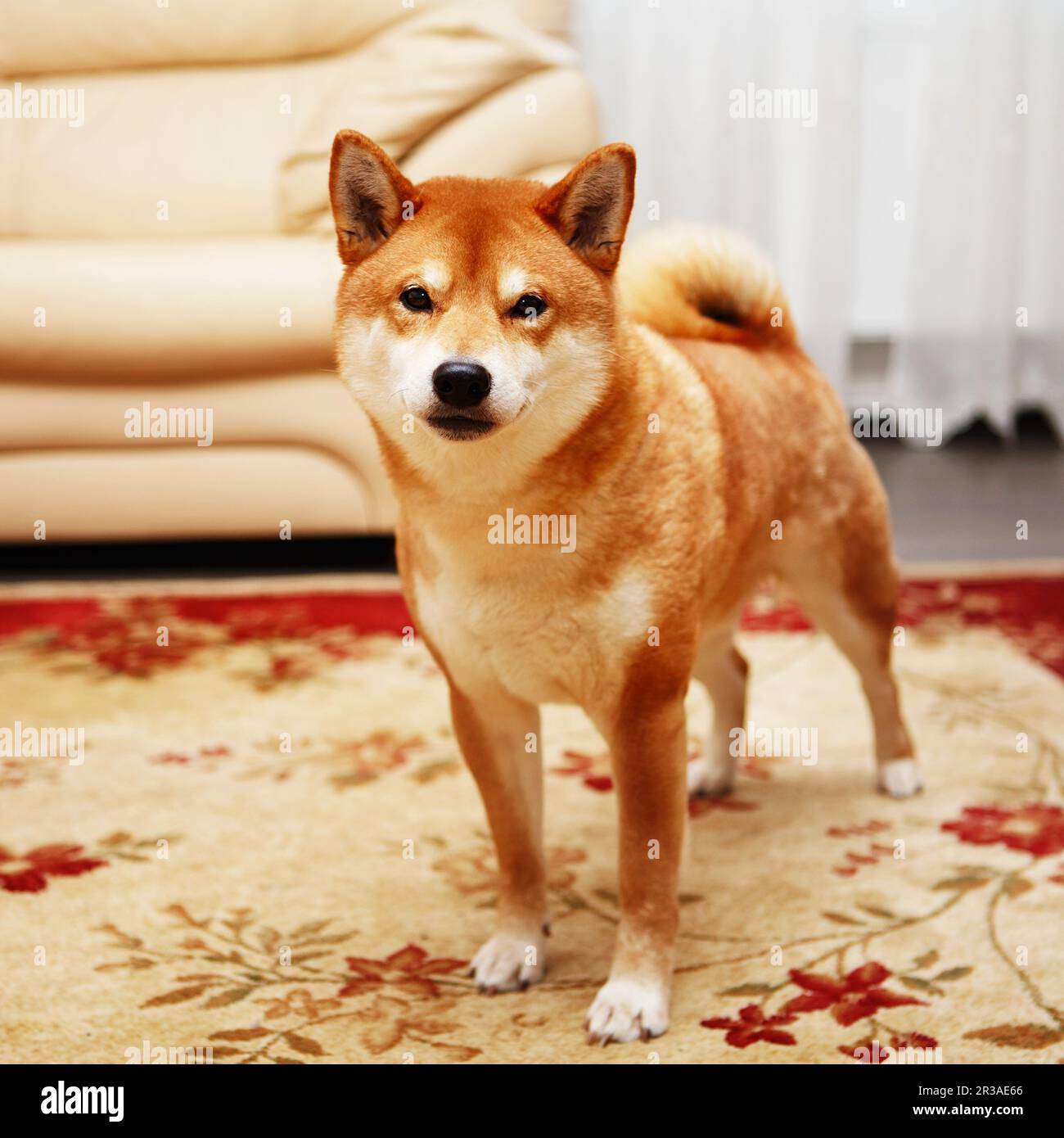Japanese Shiba Inu dog in the big house Stock Photo - Alamy