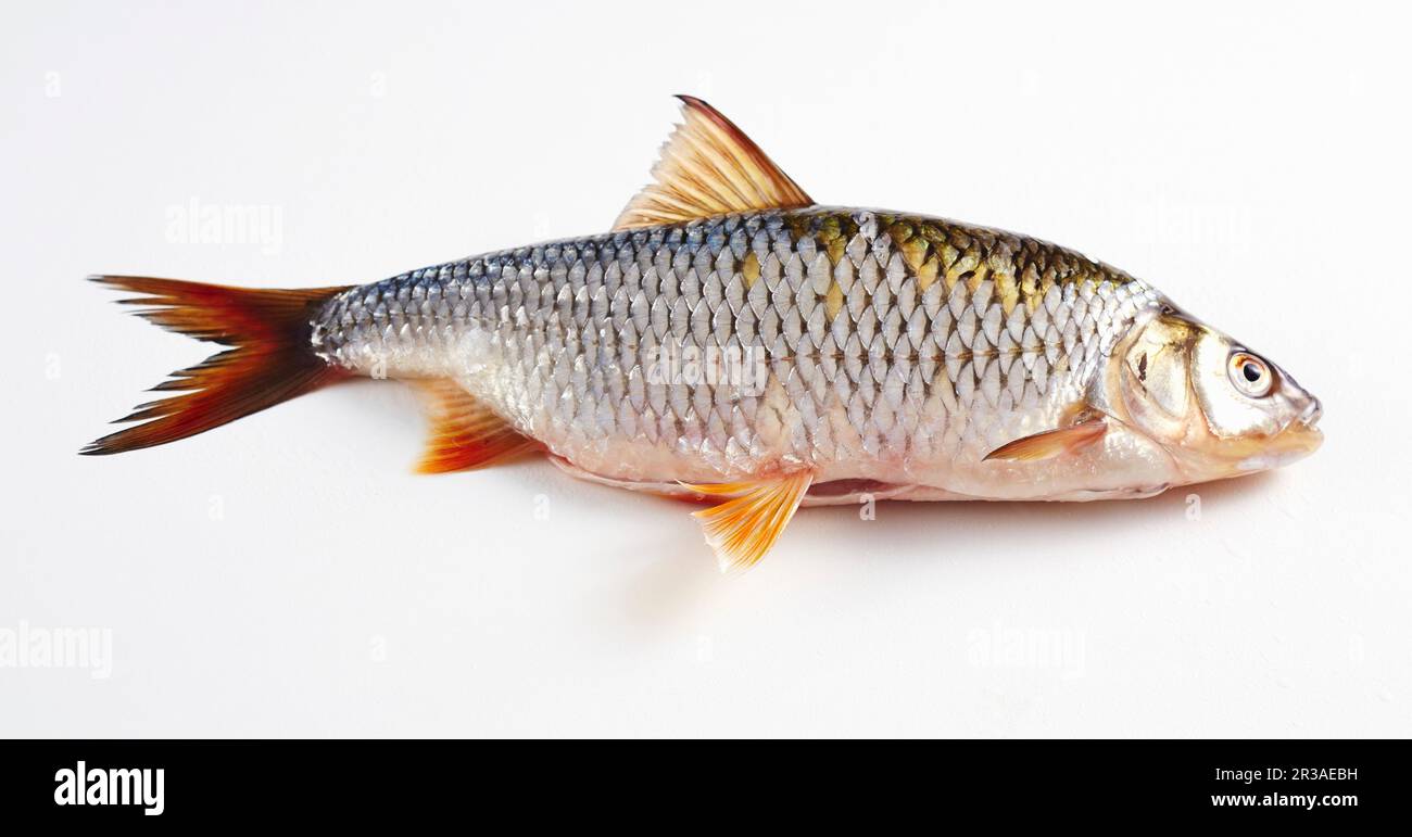 Red eye fish outline hi-res stock photography and images - Alamy